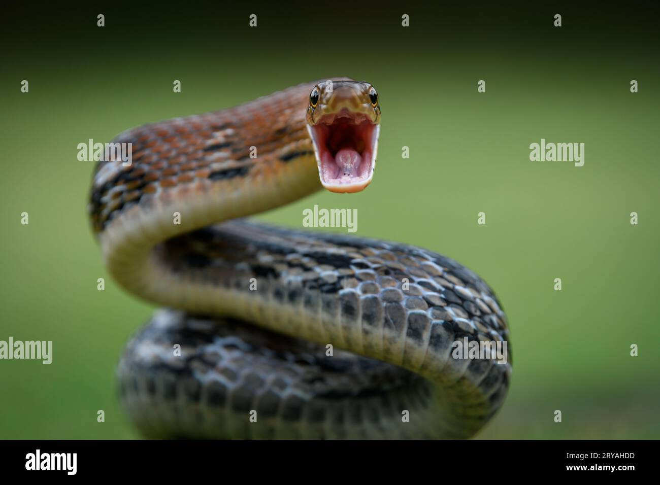 Snakes of manas national park hi-res stock photography and images - Alamy