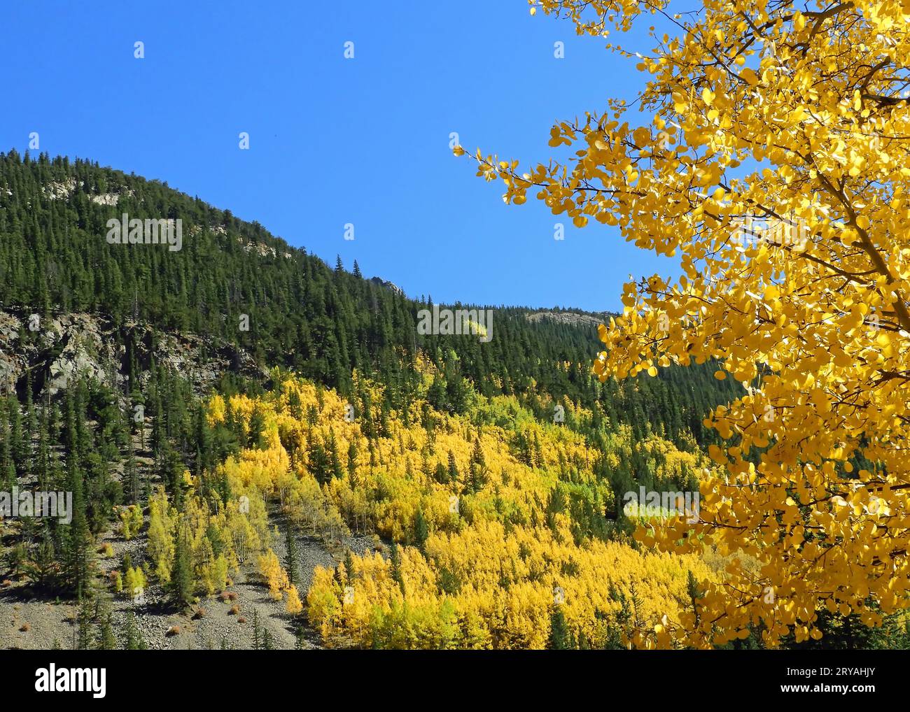 changing aspen leaves on a sunny fall day on the guanella pass road ...