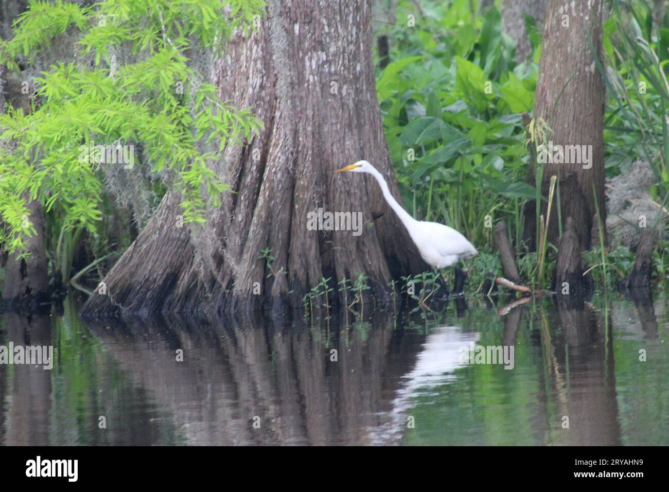 White Heron fishing along Lake Maurepas bayou Stock Photo - Alamy
