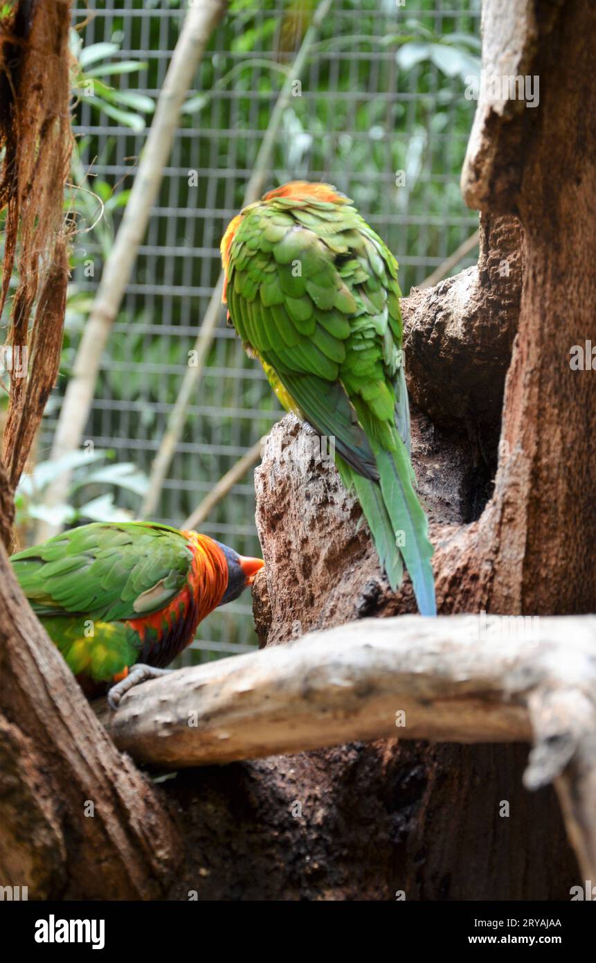 Parrot in Jungle Park Tenerife(Spain Stock Photo - Alamy