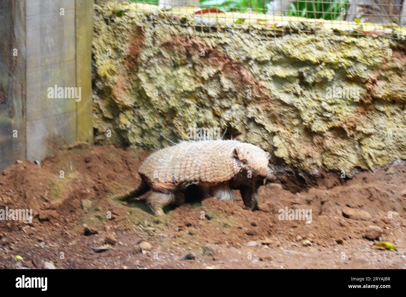 The nine-banded armadillo (Dasypus novemcinctus) in Jungle park ...