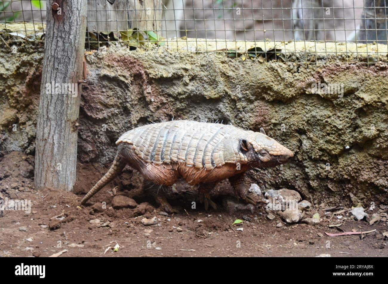 The nine-banded armadillo (Dasypus novemcinctus) in Jungle park, Tenerife Stock Photo - Alamy