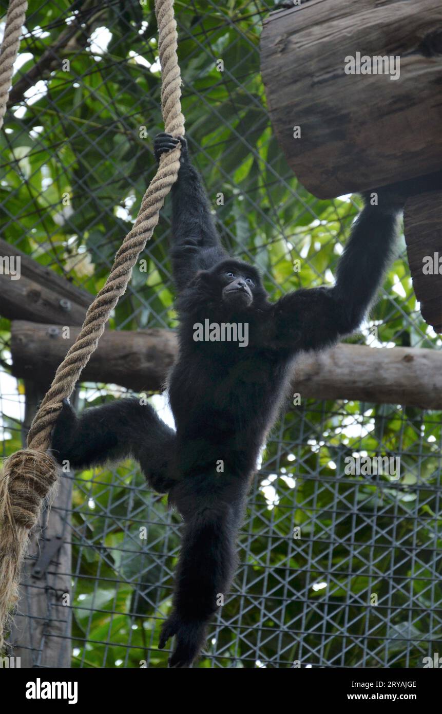 Siamang in the Jungle Park in Tenerife, Spain Stock Photo - Alamy