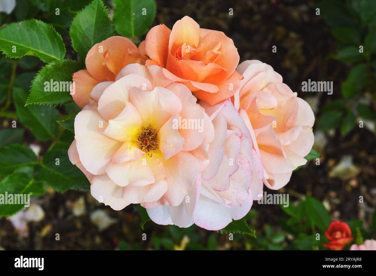 Peach colored floral hi-res stock photography and images - Alamy