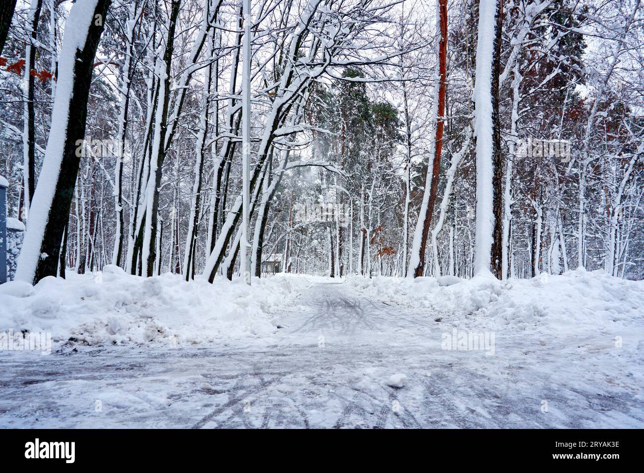Pedestrian walking intersection cleared of snow in a winter park Stock ...