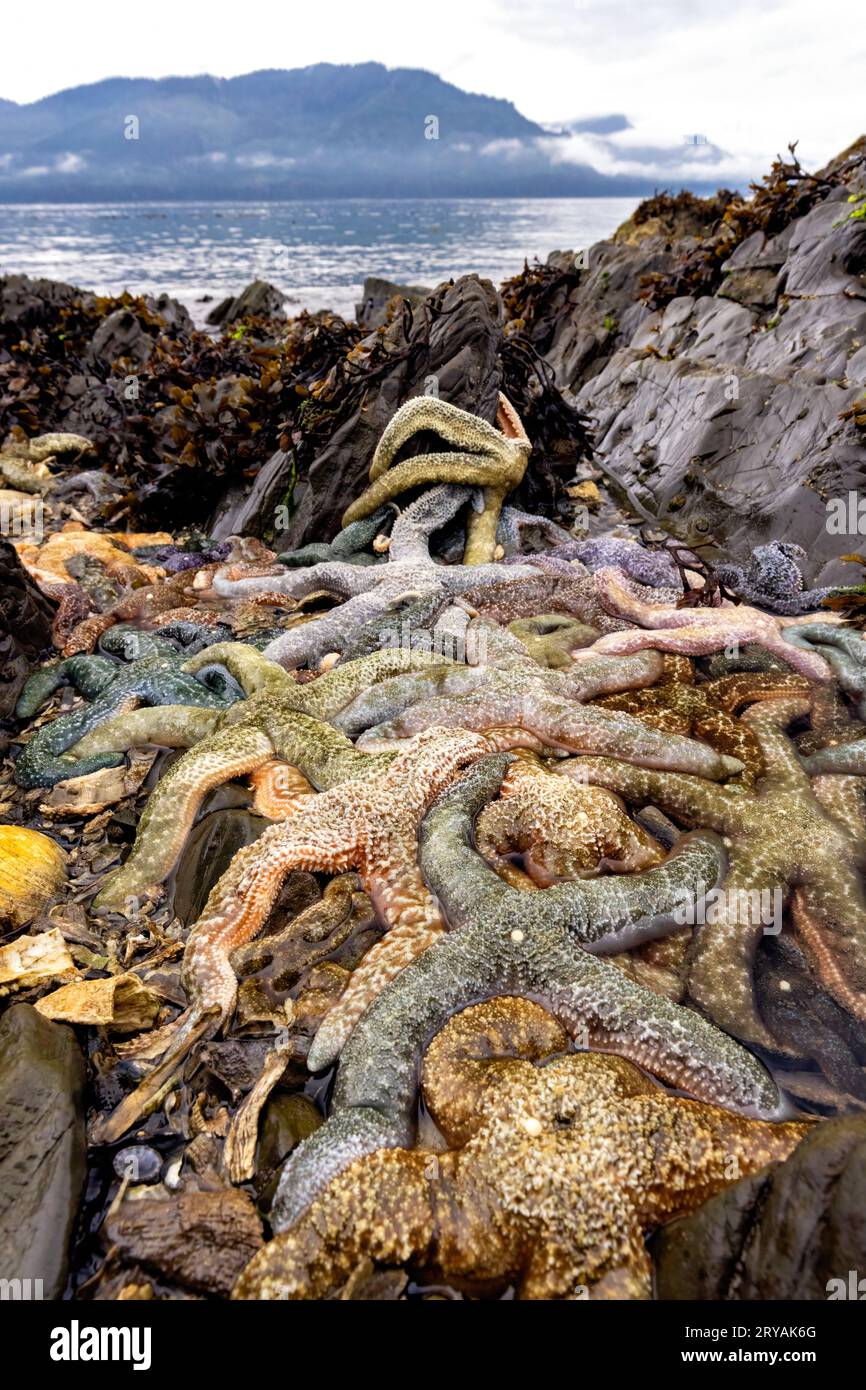 Colorful sea stars (starfish) in a tidal pool - Icy Strait Point ...