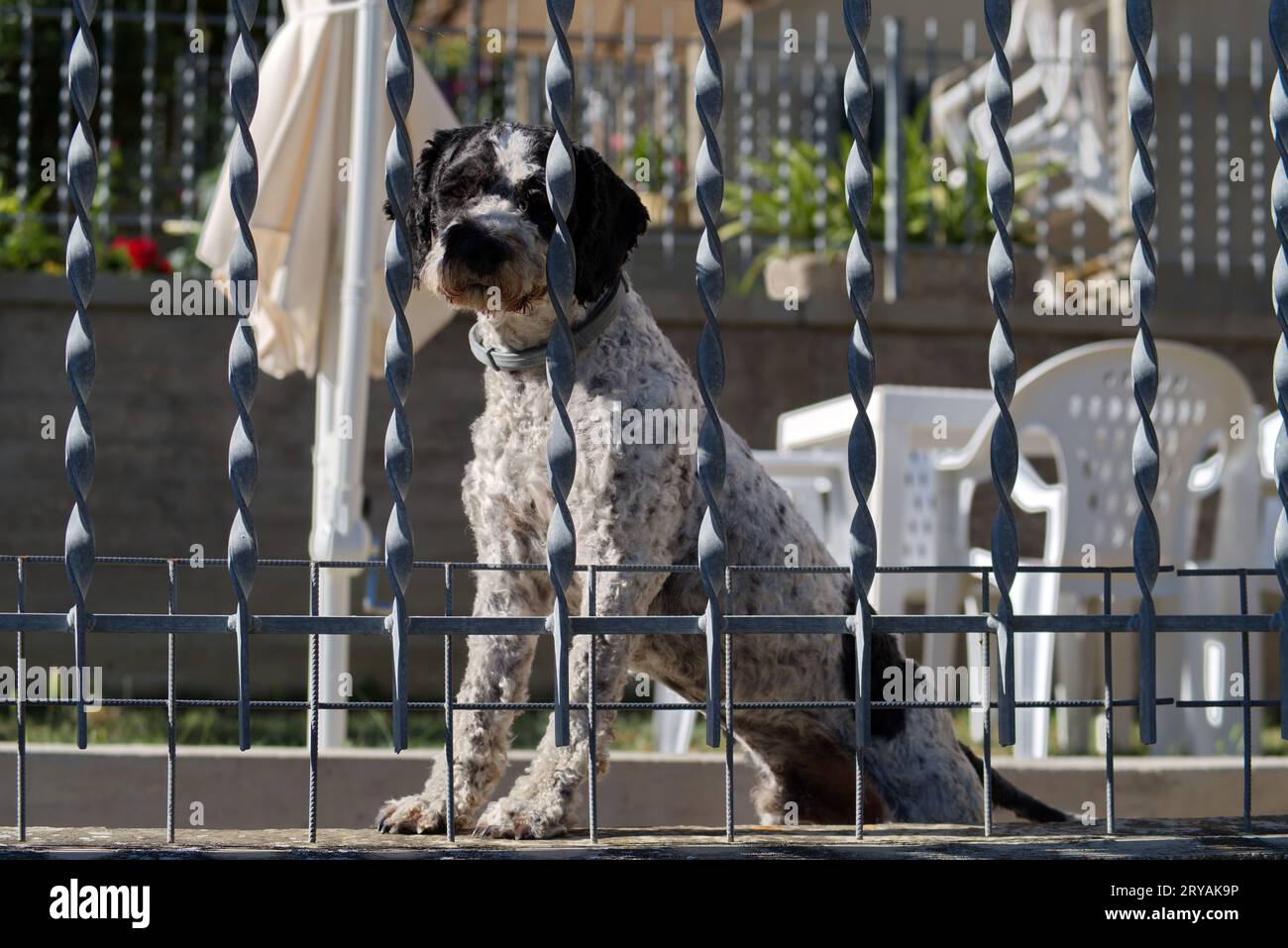 Cane curioso hi-res stock photography and images - Alamy