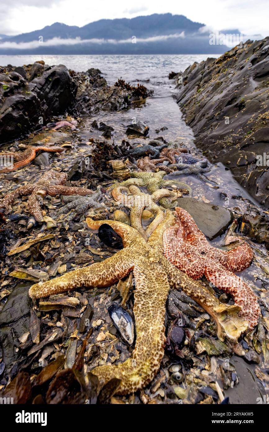 Colorful sea stars (starfish) in a tidal pool - Icy Strait Point ...