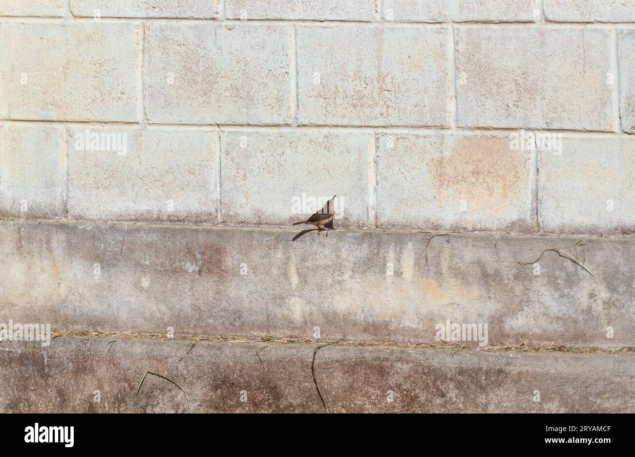 House Wren (Troglodytes aedon) in Cosanga, Ecuador with food for its ...