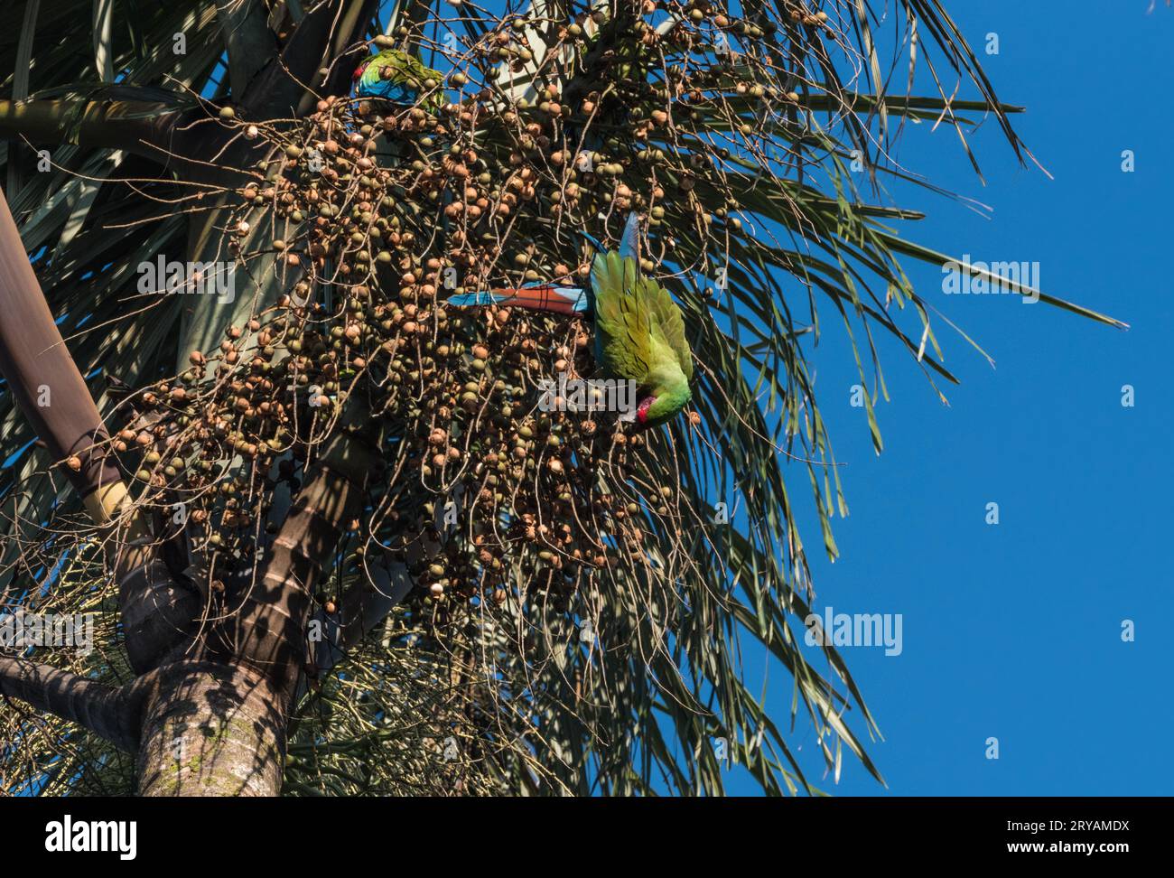 Military Macaws (Ara militaris) feeding on a Palm Tree in Ecuador Stock ...
