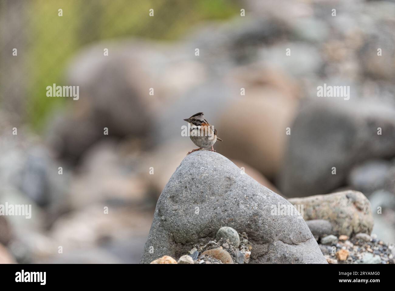 Perched Rufous-collared Sparrow (Zonotrichia capensis) in Cosanga ...