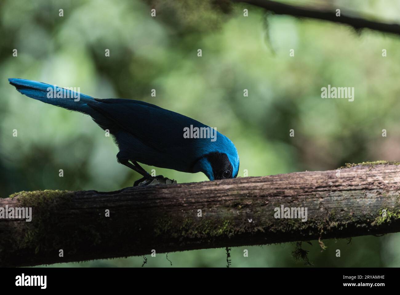 Turquoise Jay (Cyanolyca turcosa) on a feeder in Ecuador Stock Photo ...