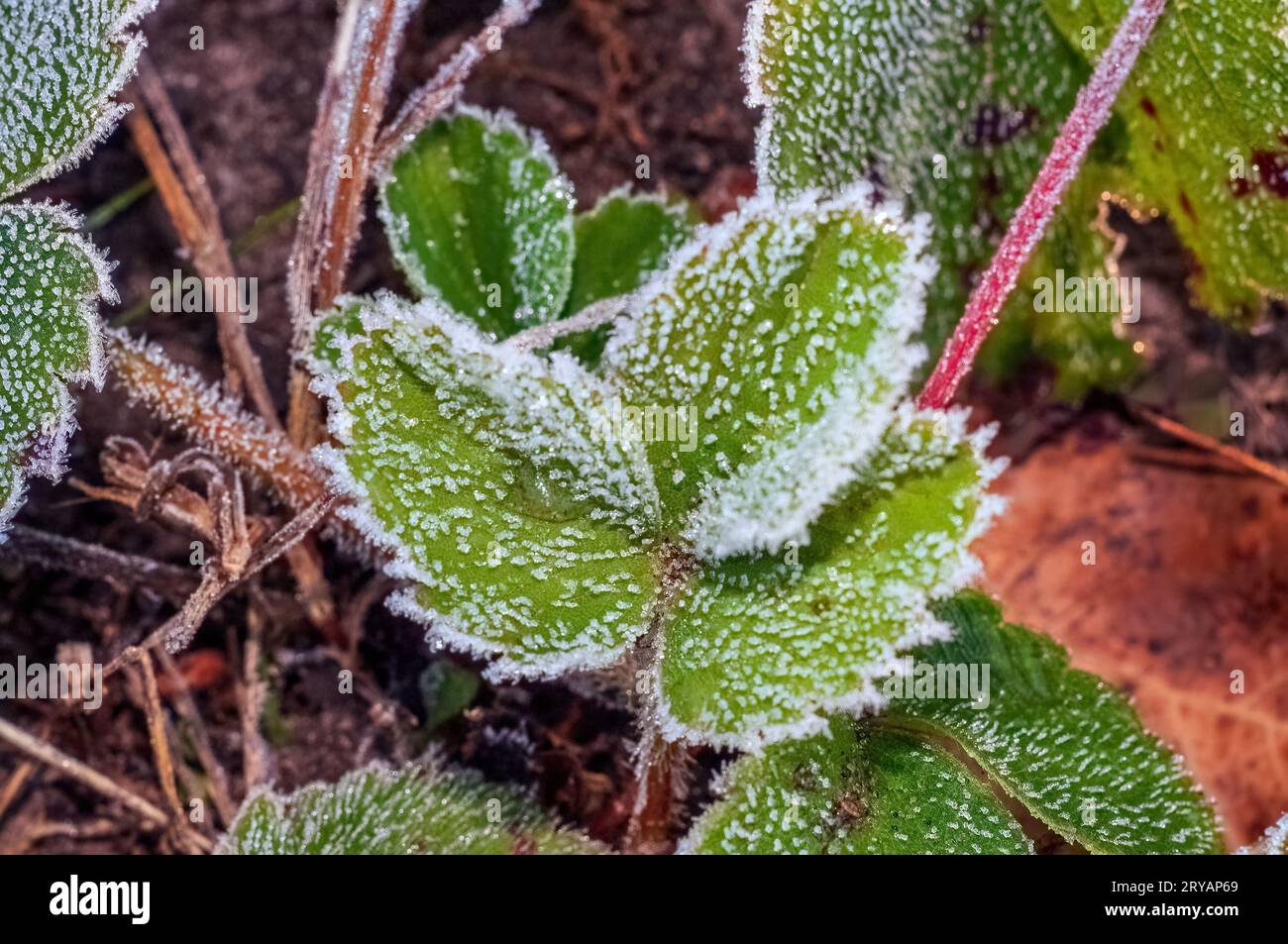 Leaf of strawberry plant covered in frost hi-res stock photography and ...