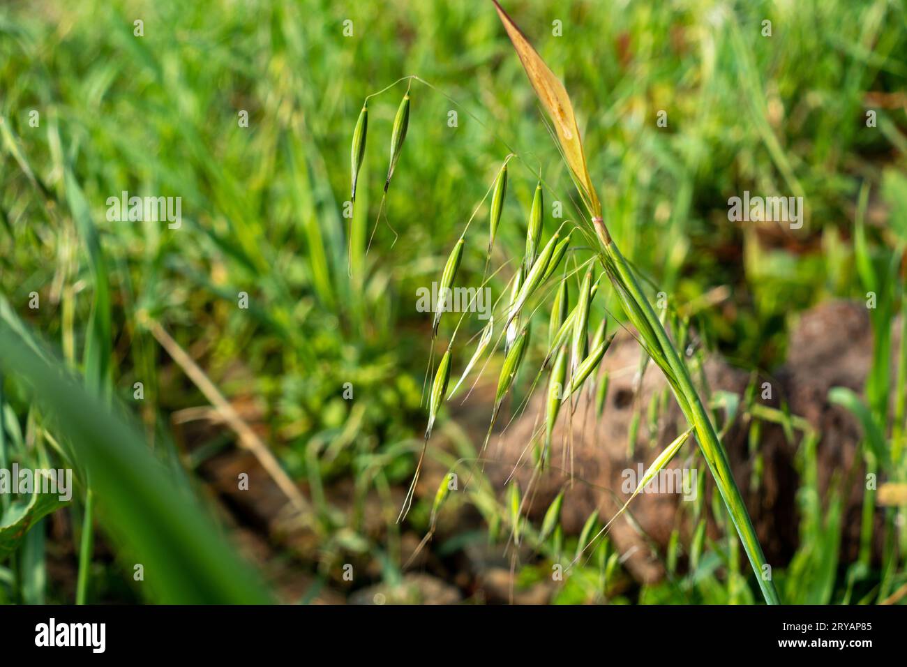 Species of grass hi-res stock photography and images - Alamy