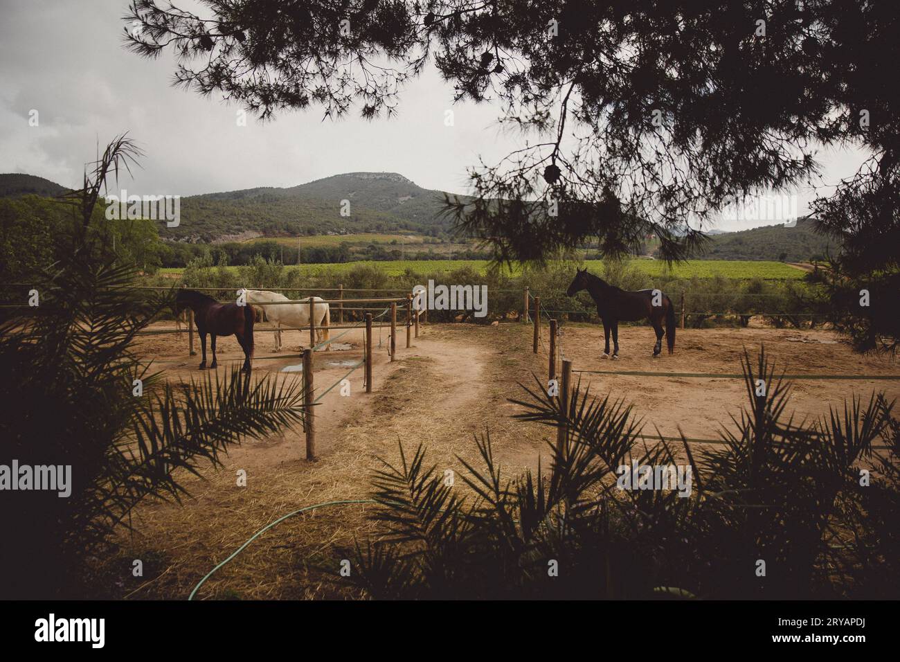 Alamy wallpaper hi-res stock photography and images - Alamy