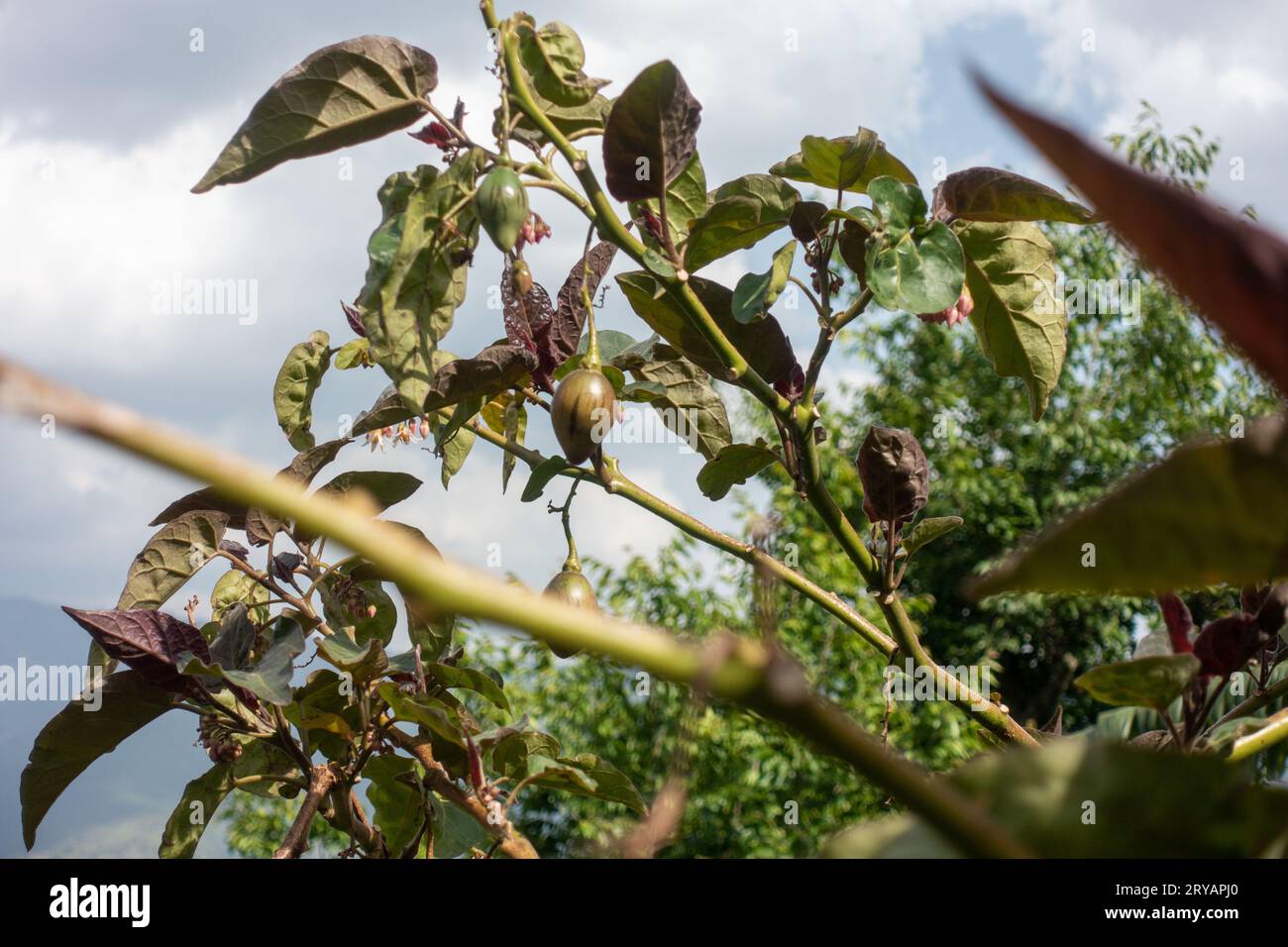 A ripe Persimmon fruit, known as Japani Phal in India, dangles from a ...
