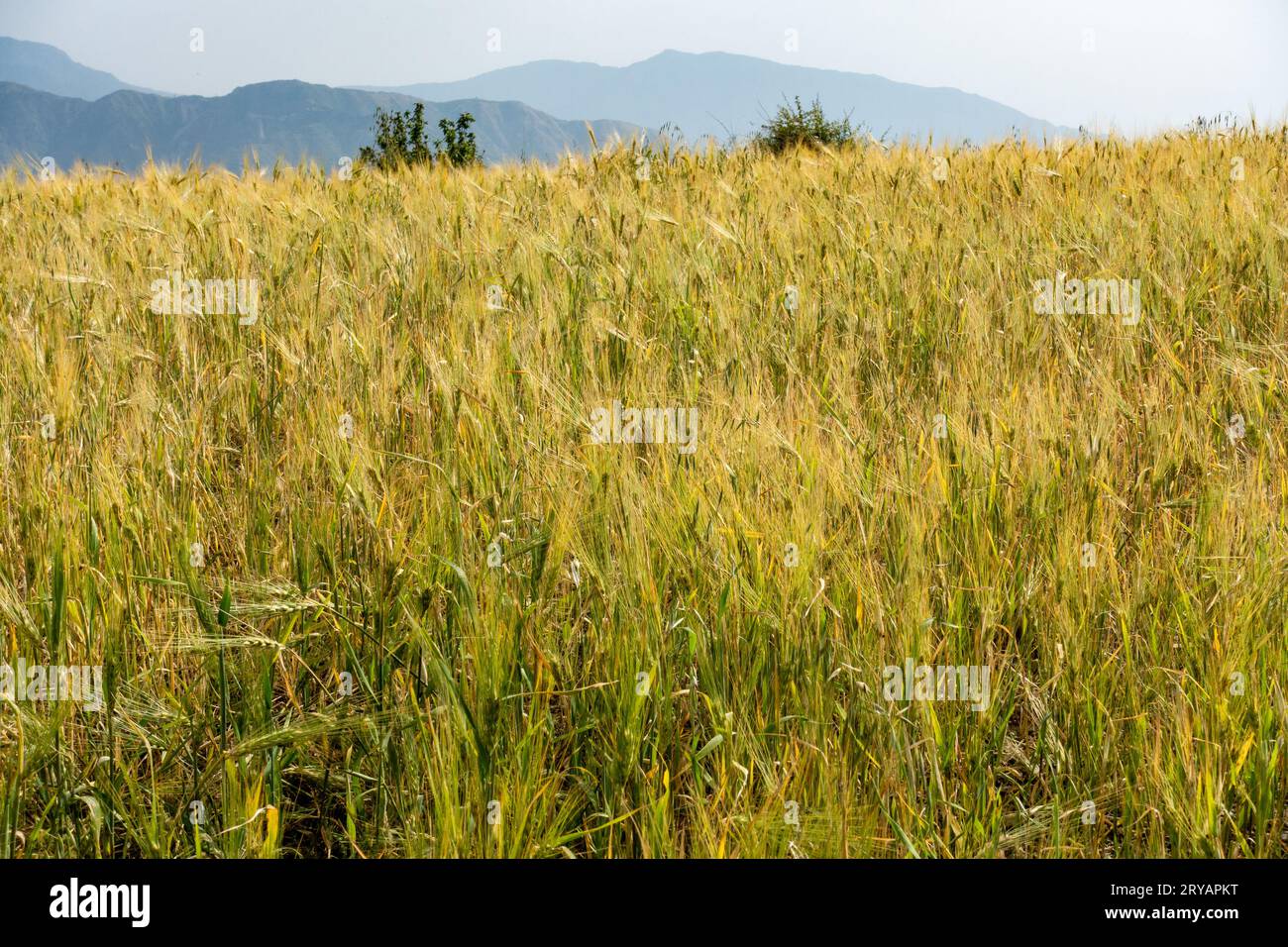 Barley crop ready for harvesting in the country side of the Himalayan ...