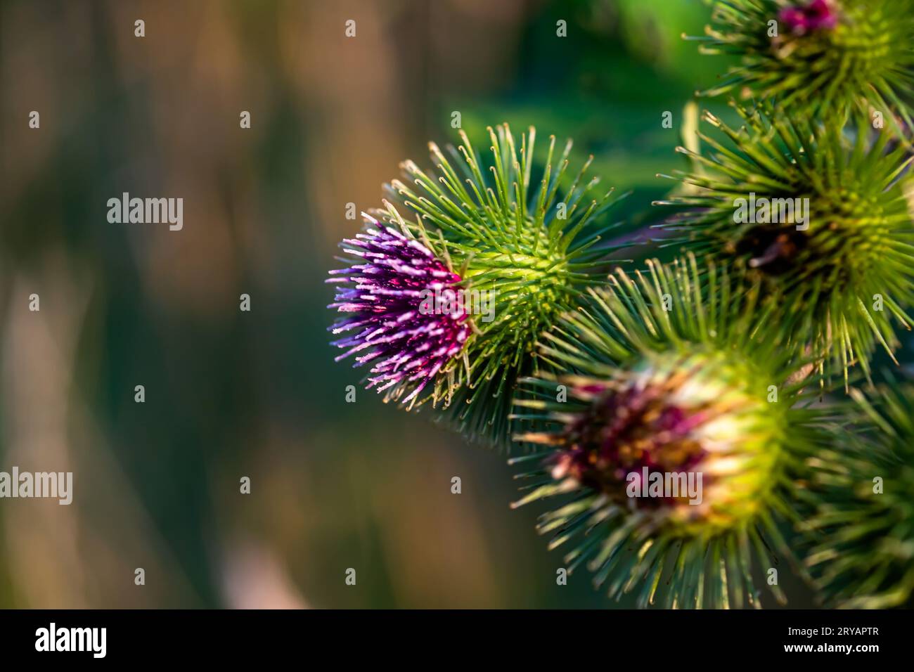 Edible burdoc hi-res stock photography and images - Alamy