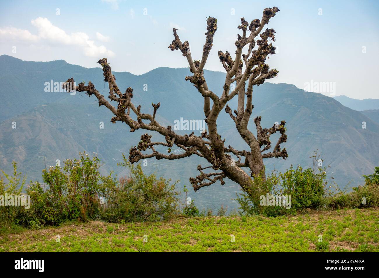 Excessive pruning and topping of a mature tree in the hills of ...