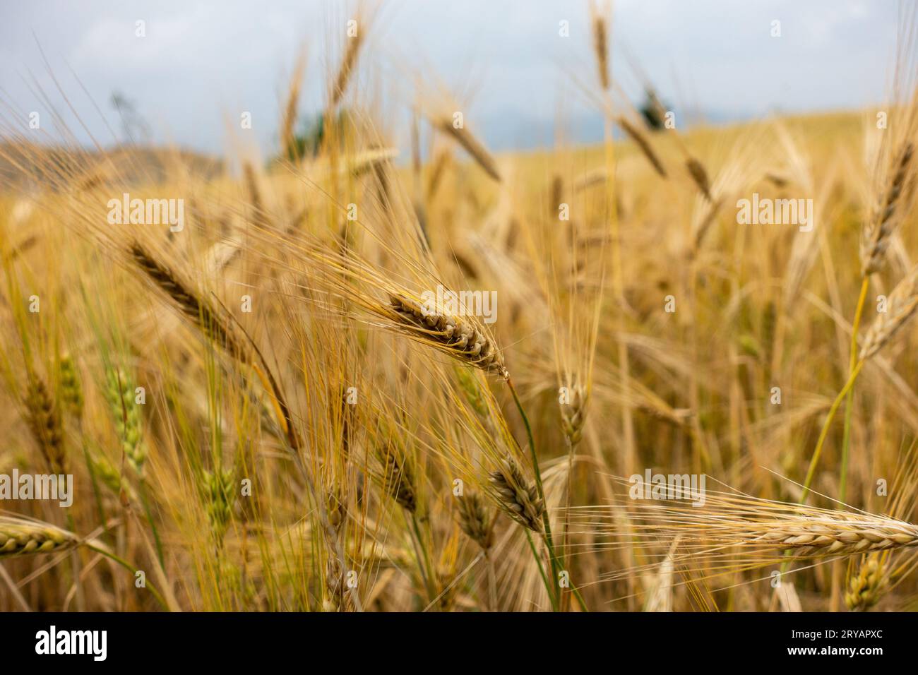 Ripe wheat fields in the Himalayan countryside of Uttarakhand, India ...
