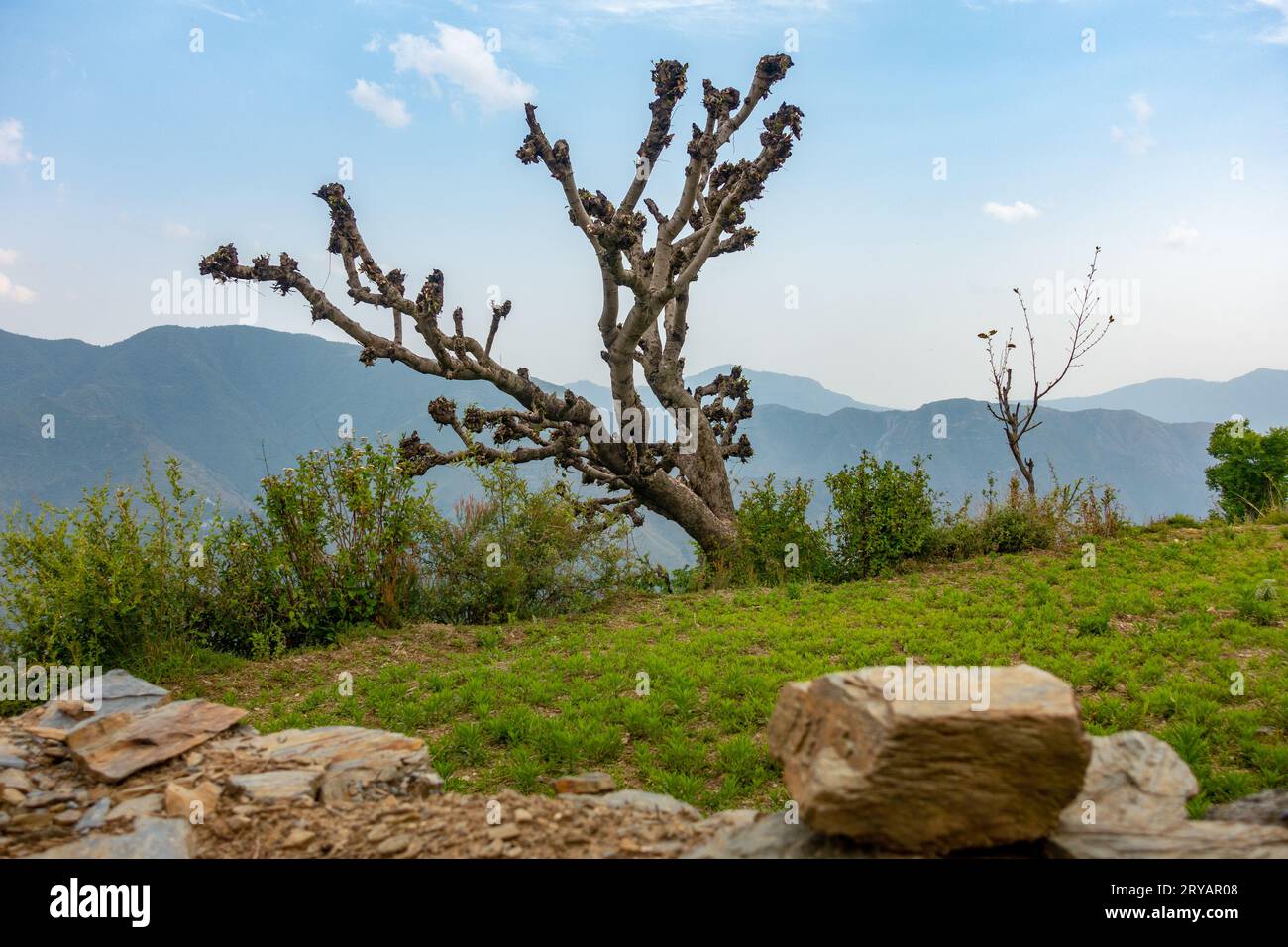 Excessive pruning and topping of a mature tree in the hills of ...