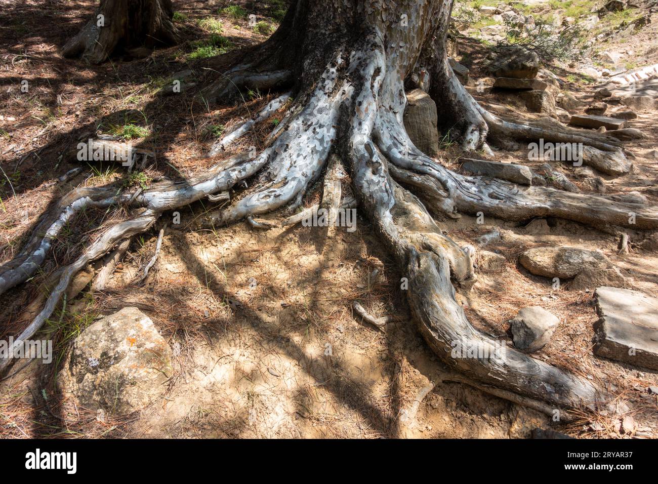 Deodar cedar tree root spreading across Himachal Pradesh forest floor ...
