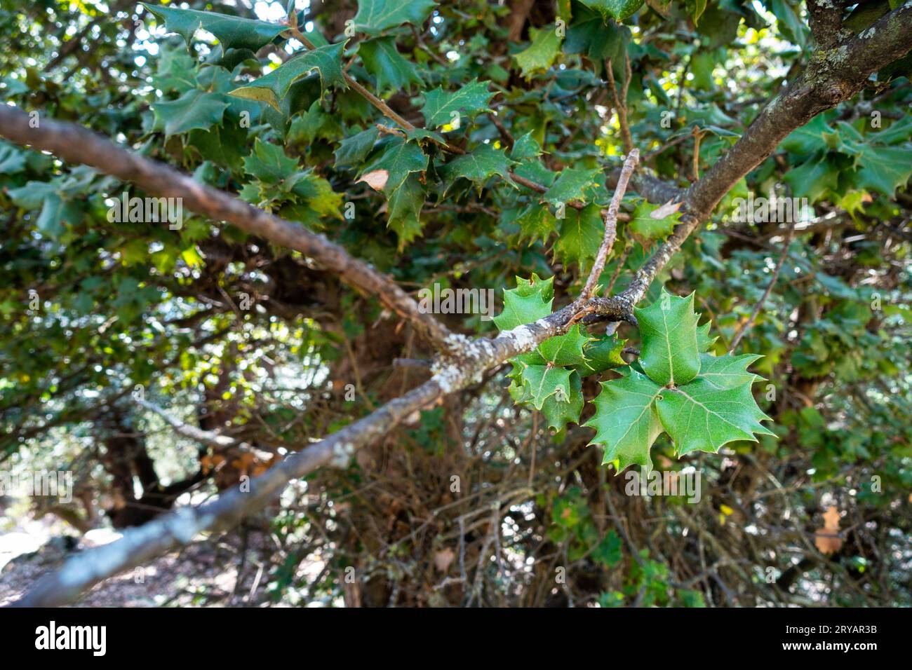 Kermes Oak leaves (Quercus coccifera) in Himachal Pradesh, India forest ...