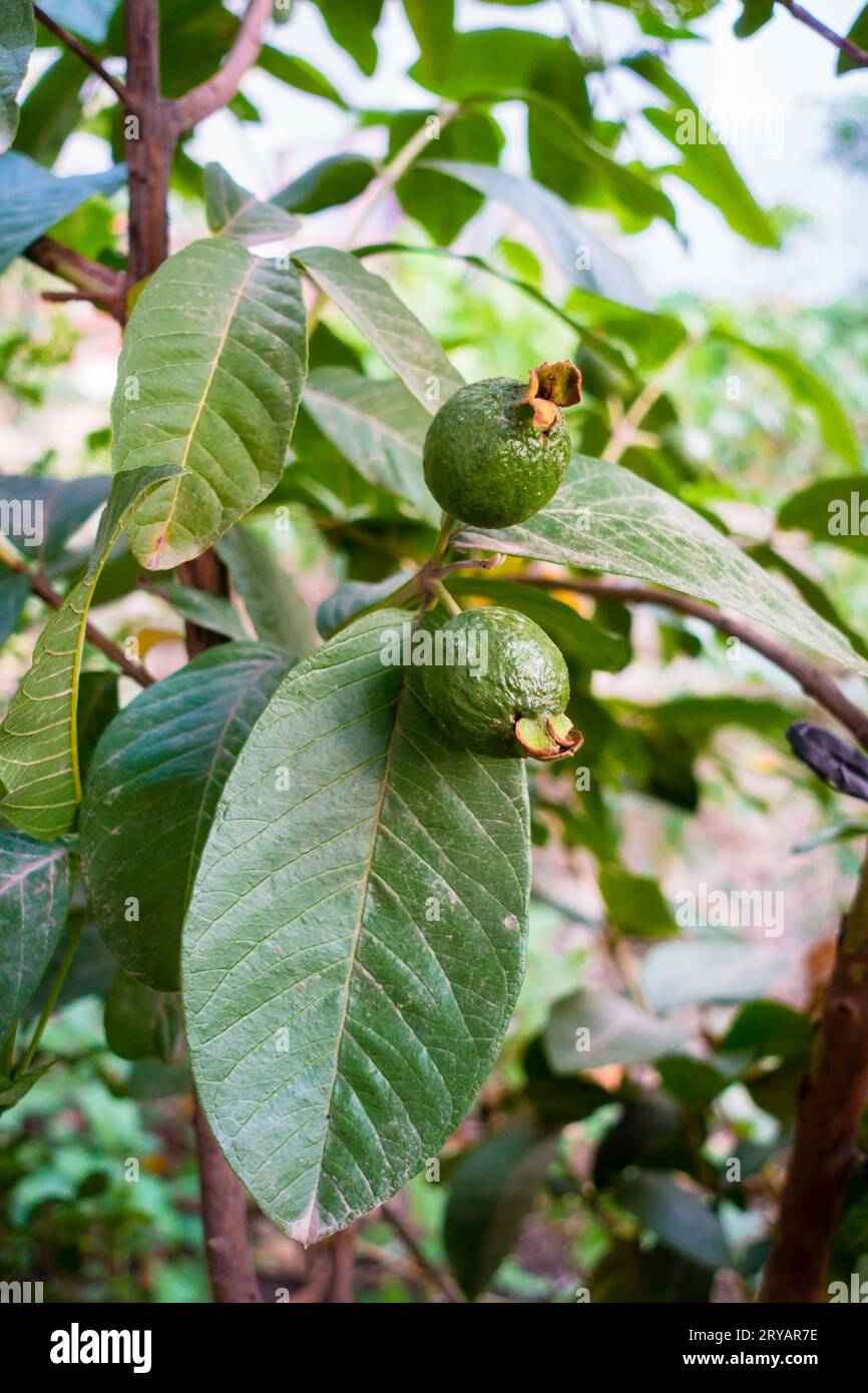 Closeup of young Guava fruits on an organic farm in India, showcasing ...