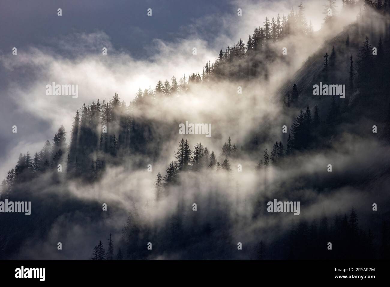 Enshrouded trees hi-res stock photography and images - Alamy