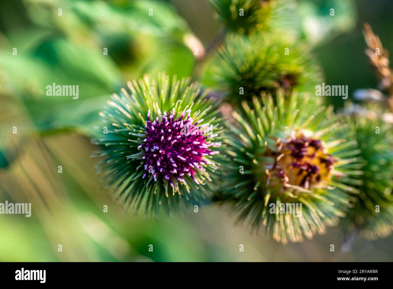 Arctium lappa, greater burdock,gobo, edible burdock,lappa,beggar's ...