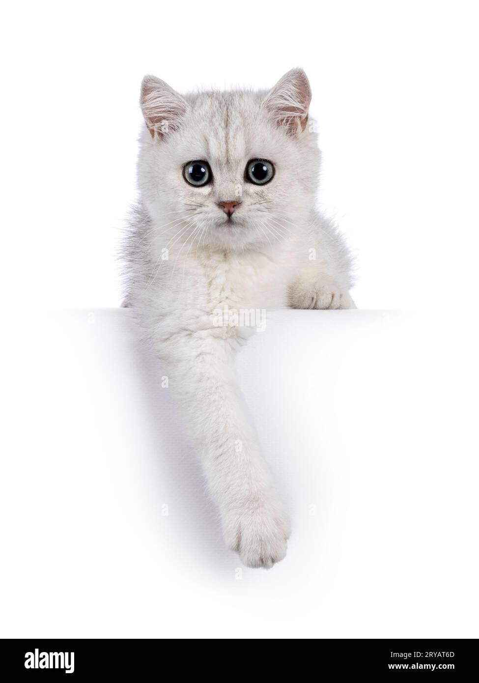 Adorable silver shaded British Shorthair cat kitten, laying down with ...