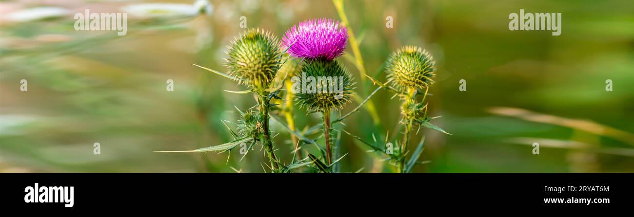 Banner Onopordum acanthium cotton thistle, Scotch or Scottish thistle ...