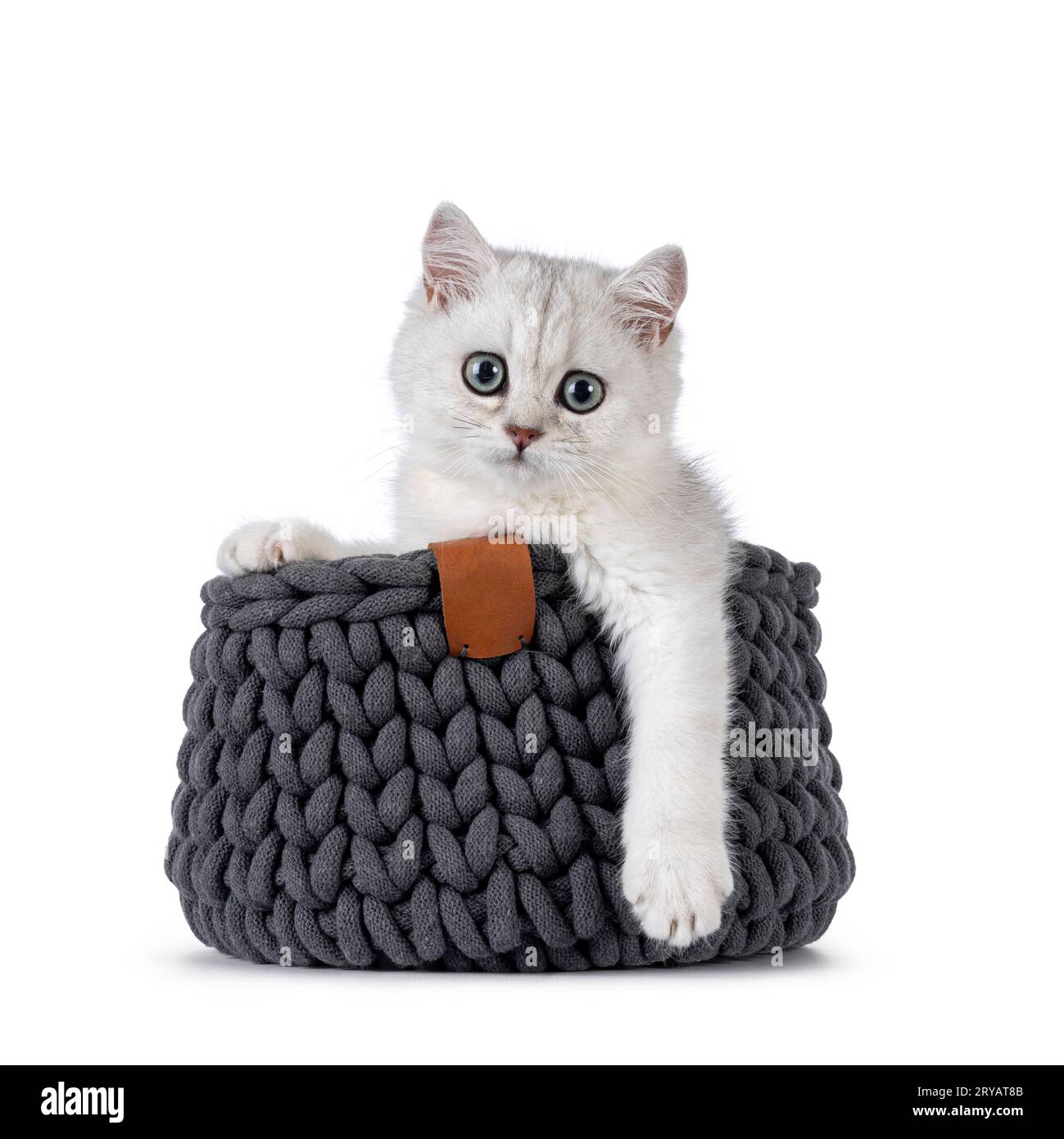 Paw hanging hi-res stock photography and images - Alamy