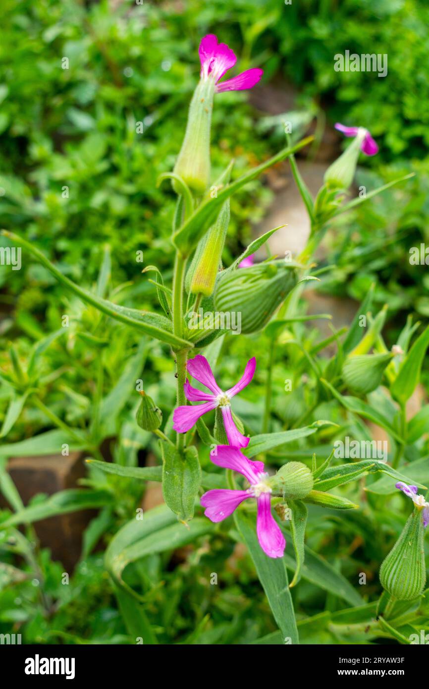 Macro capture of Silene conoidea, a purple-flowered species known as ...