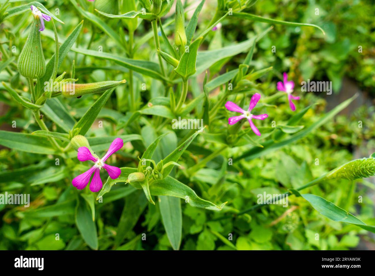 Macro capture of Silene conoidea, a purple-flowered species known as ...