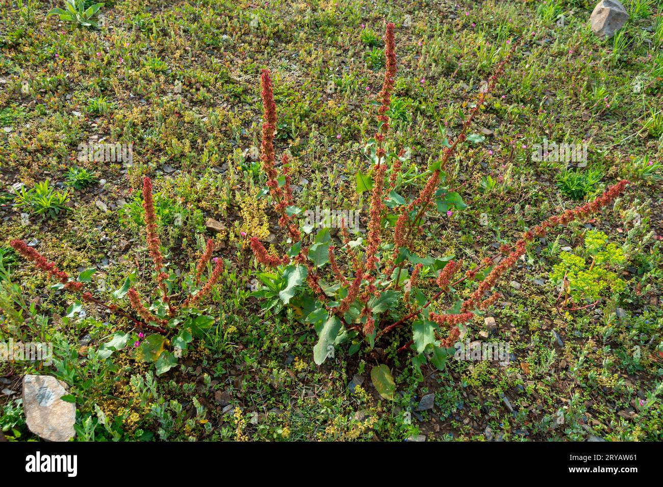 Close up shot of Rumex crispus, the curly dock plant in the hills of ...