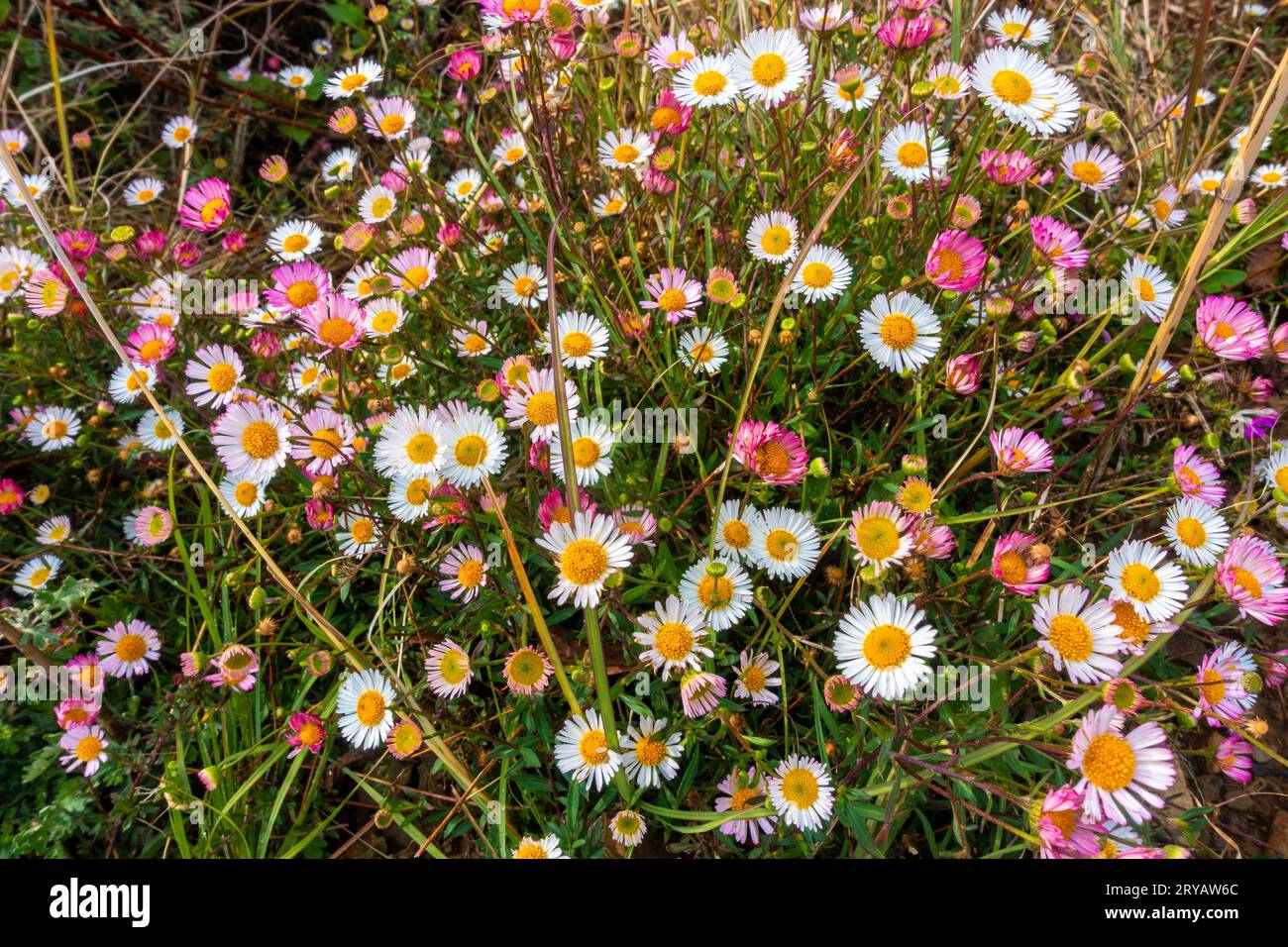 Leucanthemum vulgare, commonly known as the ox-eye daisy flowers in ...