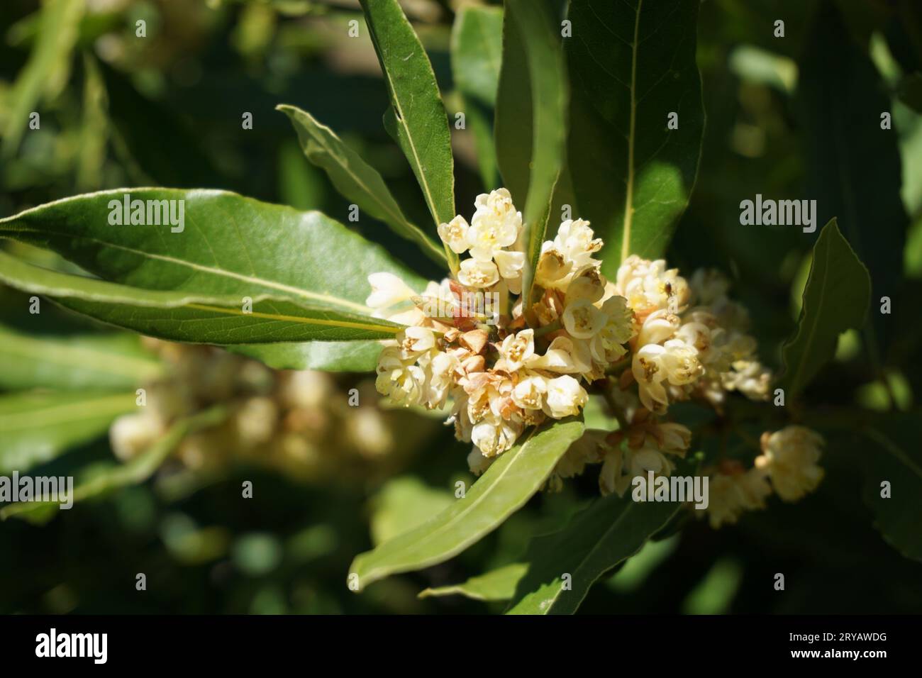 Laurel tree hi-res stock photography and images - Alamy