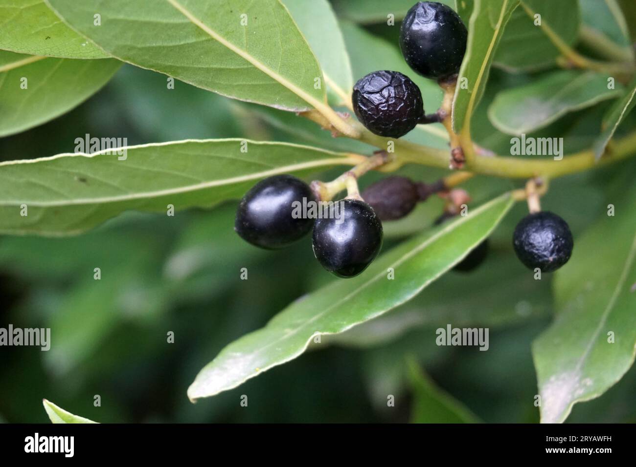 Real oil tree hi-res stock photography and images - Alamy