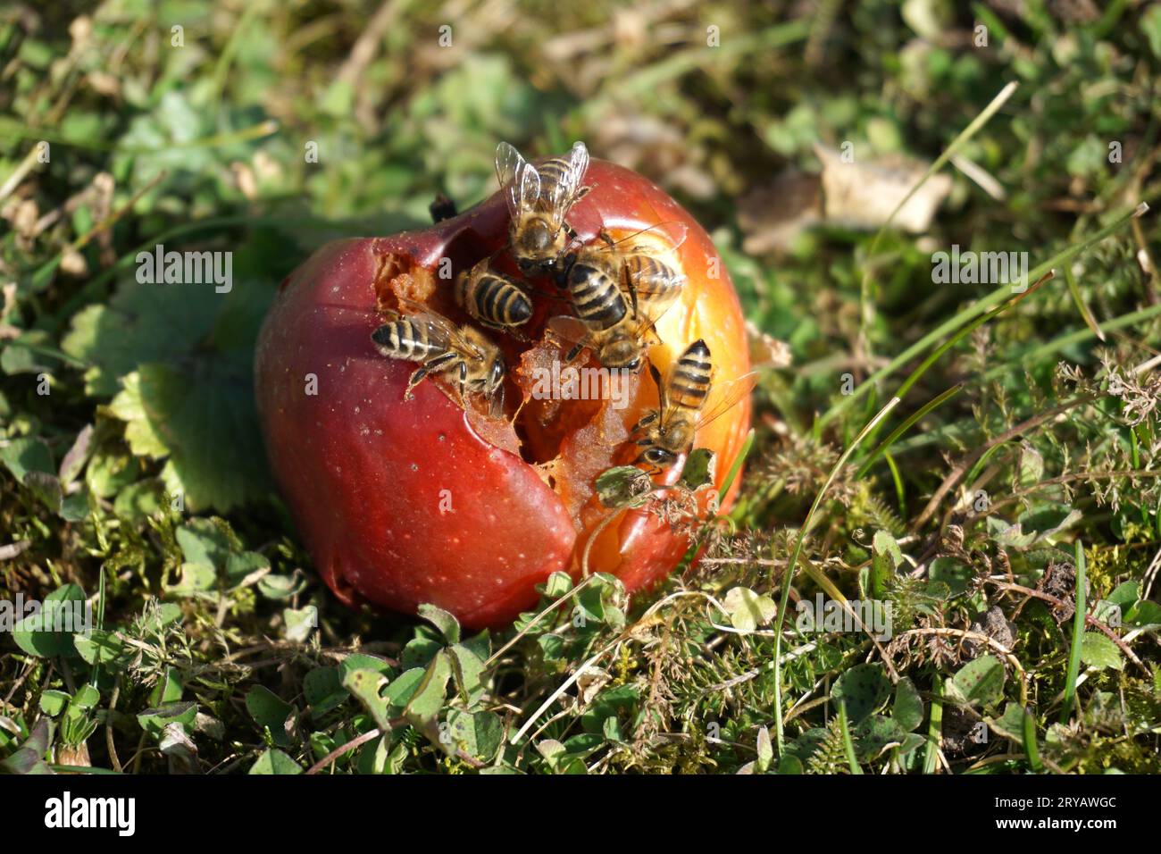Are hungry for sun hi-res stock photography and images - Alamy