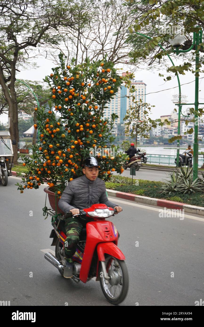 A Vietnamese delivery man hauls a kumquat tree on the back of a ...