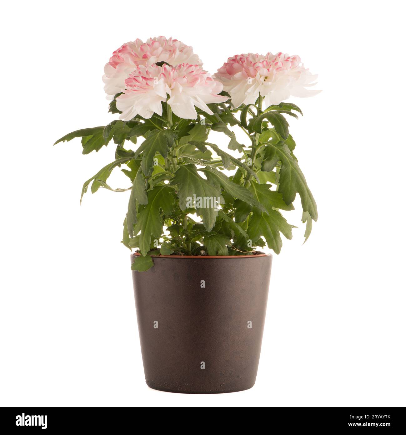 Beautiful purple chrysanthemum flower Cut Out Stock Images & Pictures ...