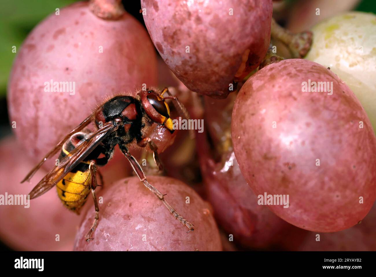 European hornet, Vespa crabro, feeds on a ripe sweet red grape ...