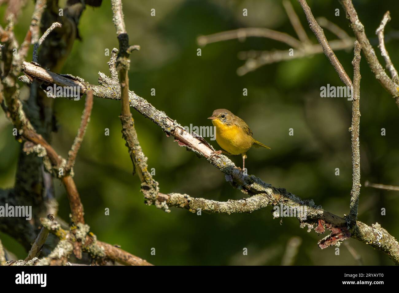 The American redstart (Setophaga ruticilla), small North American ...