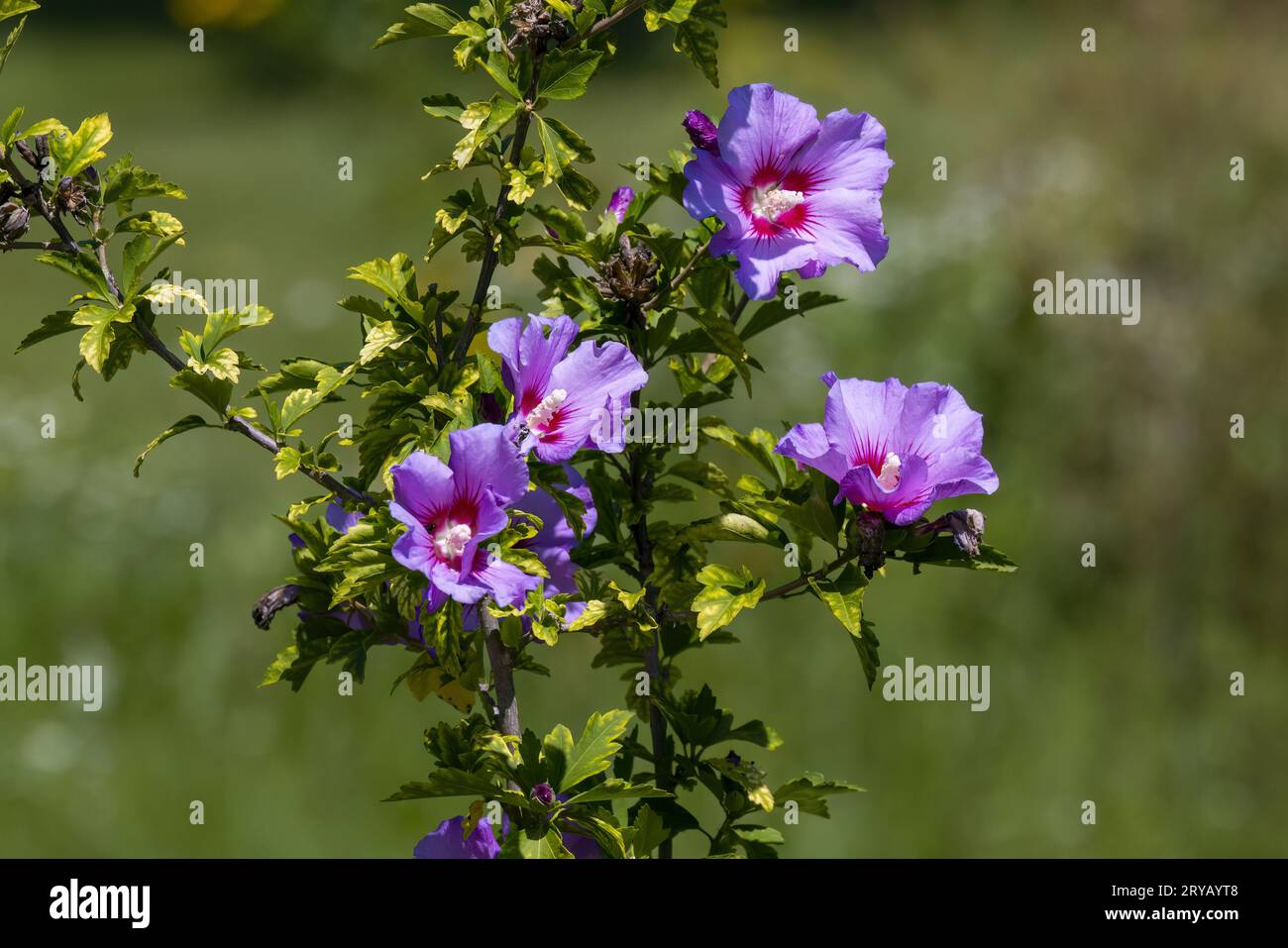 Rose Of Sharon Hibiscus Syriacus Flowering Plant Native To South