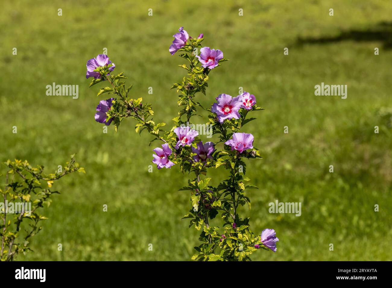 Rose Of Sharon Hibiscus Syriacus Flowering Plant Native To South