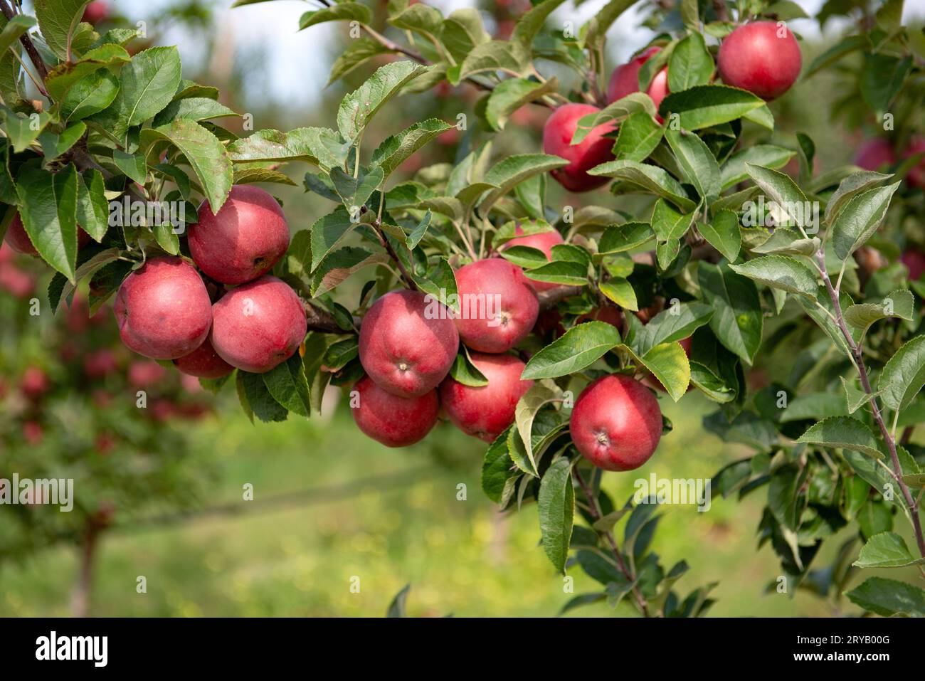 Begining of autumn hi-res stock photography and images - Alamy