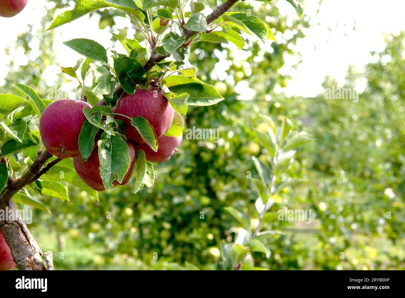 Begining of autumn hi-res stock photography and images - Alamy