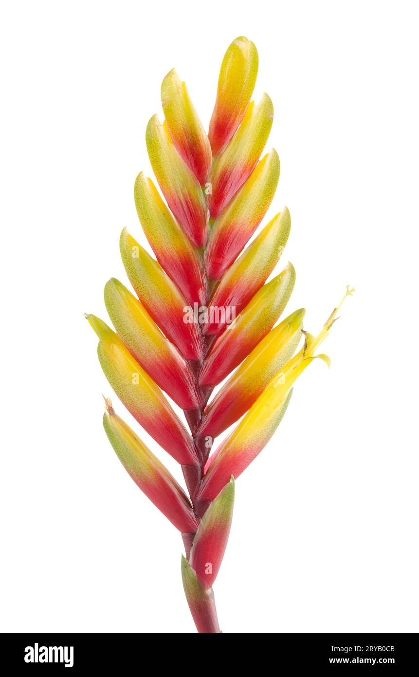 Vriesea flower hi-res stock photography and images - Alamy
