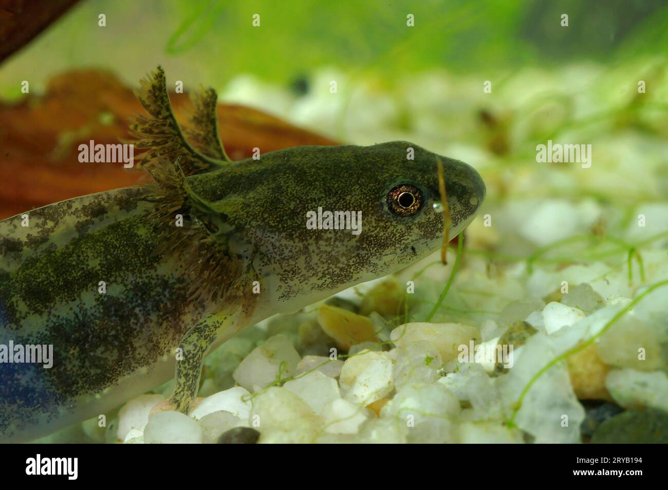 Salamander Larvae Gills